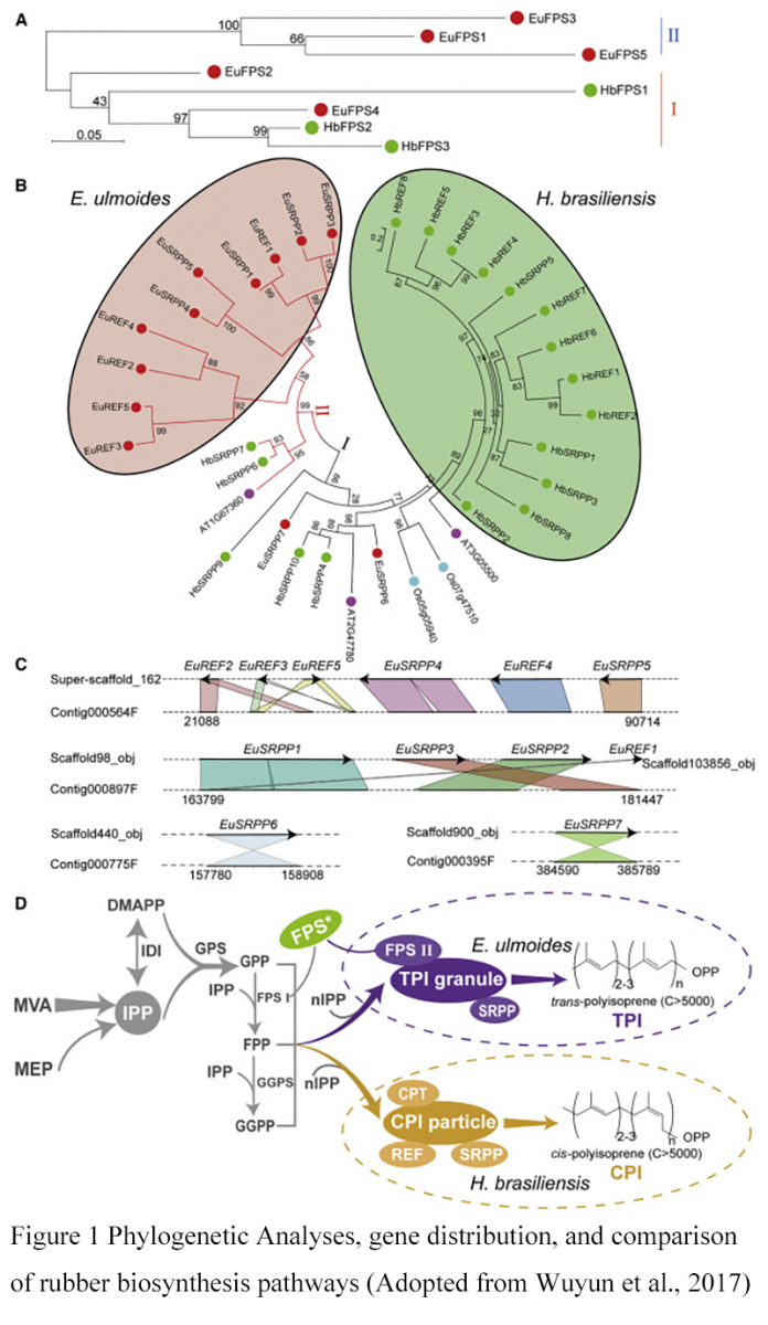 Comparative Study of Rubber Biosynthesis Pathways in Eucommia ulmoides ...