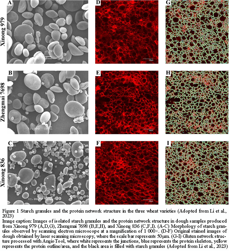 Innovative Approaches in Wheat Starch and Gluten Separation: Techniques ...