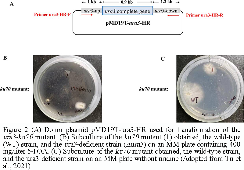 CRISPR/Cas9 Applications in Ganoderma lucidum Breeding for Enhanced ...