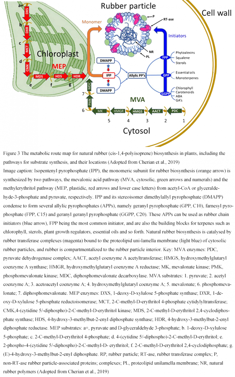 Comparative Study of Rubber Biosynthesis Pathways in Eucommia ulmoides ...