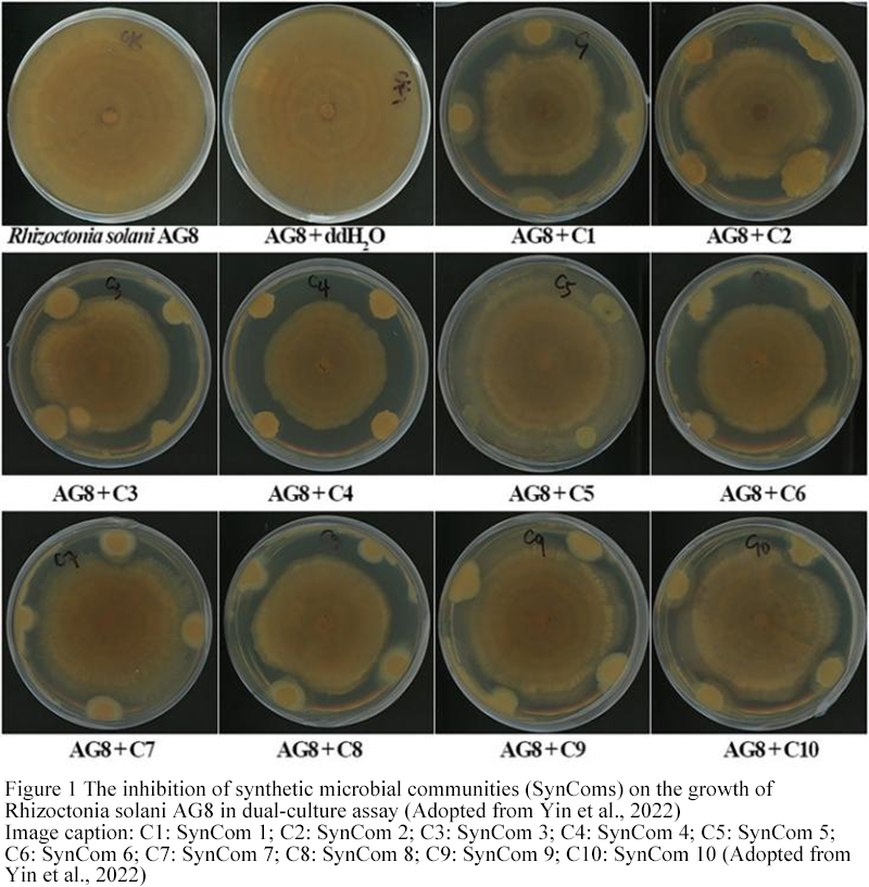 Engineered SynComs for Climate-Resilient Agriculture: Field Trials and ...