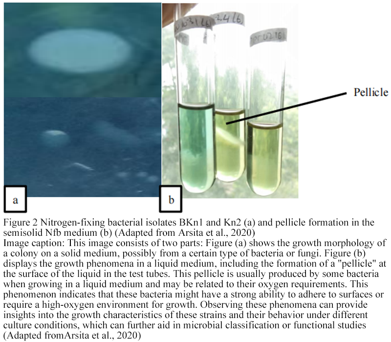 Screening and Functional Verification of Pine Rhizosphere Nitrogen ...
