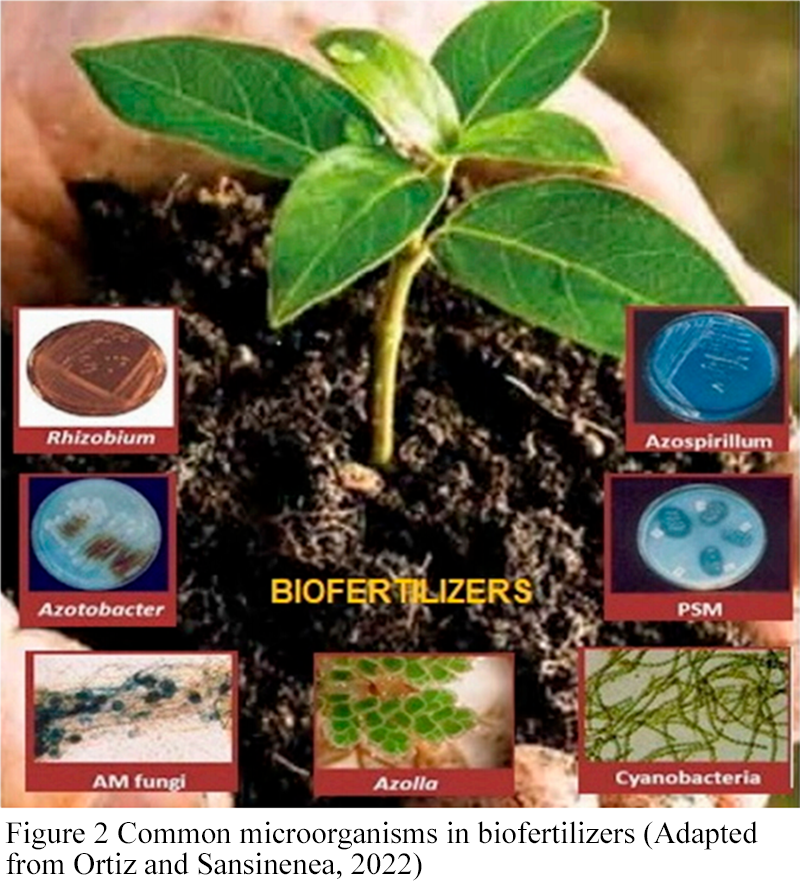 Microbial Decomposition and Soil Health: Mechanisms and Ecological ...