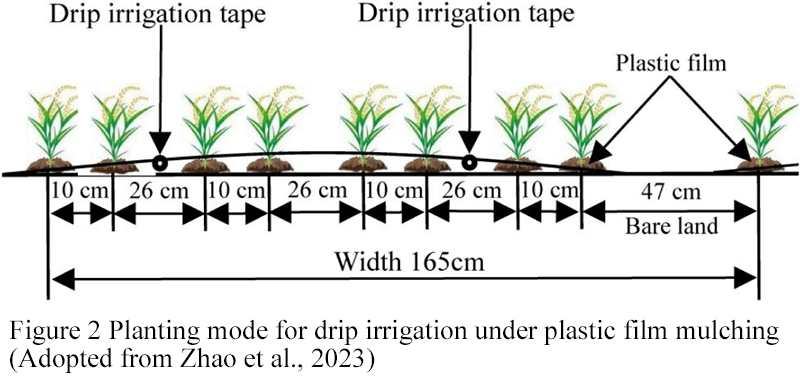 High Yield Strategies in Rice Cultivation: Agronomic Practices and ...