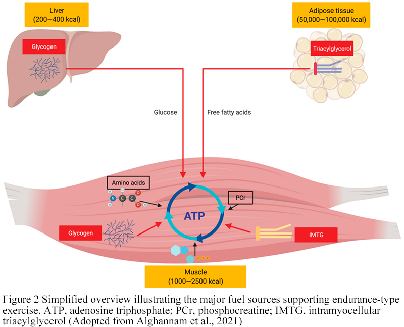 The Central Role of ATP in Cellular Energy Metabolism: Structure ...